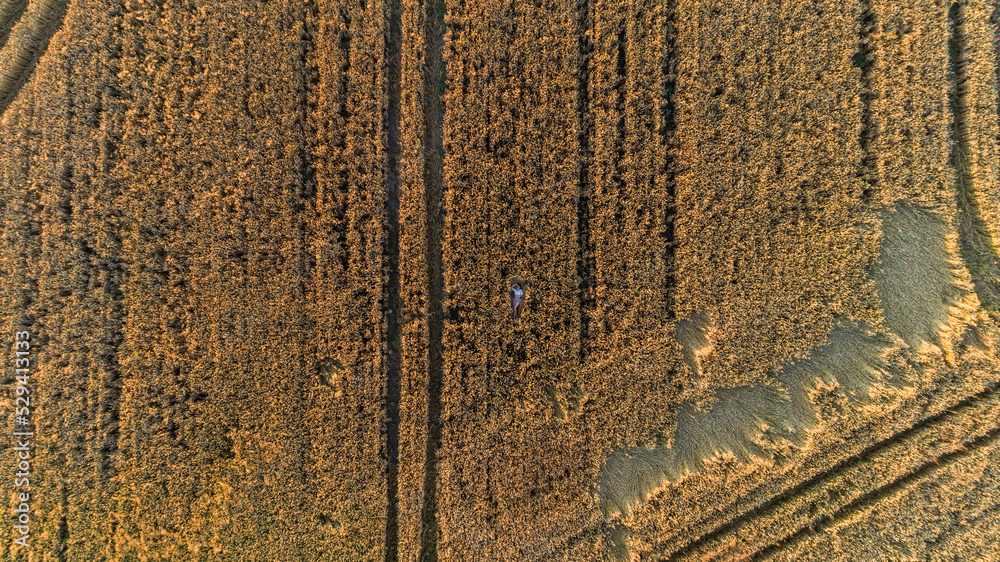 Aerial top view woman lies among a wheat field at sunset. Drone flies ...