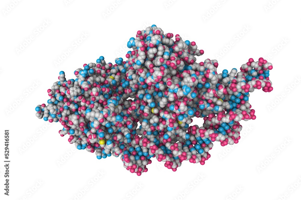 Structure of Rep-DNA complex. Space-filling molecular model isolated on ...