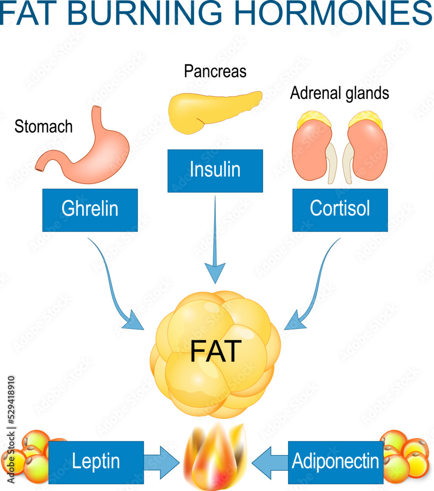 Fat burning hormones. Adiponectin, Leptin, Ghrelin, Cortisol, and ...