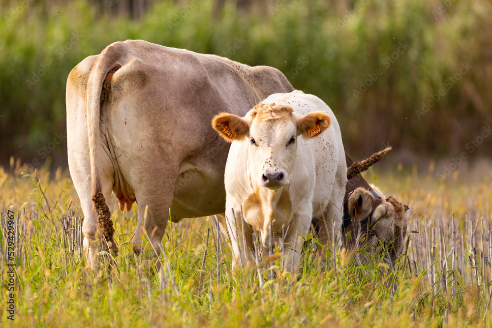 Ternero joven al lado de su madre (vaca) pastando en un prado de ...
