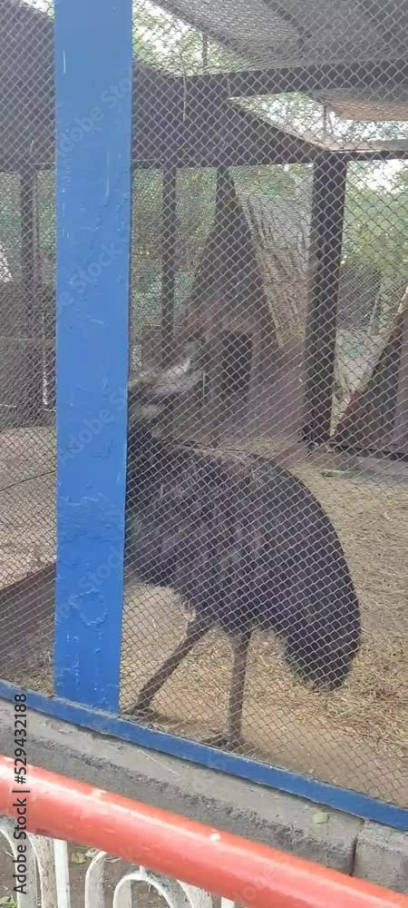Emu ostrich walks in an iron cage. Emu in zoo. Big wild bird in zoo ...