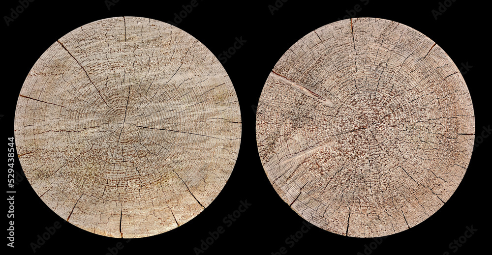 Cross section of tree trunk showing growth rings on black background ...