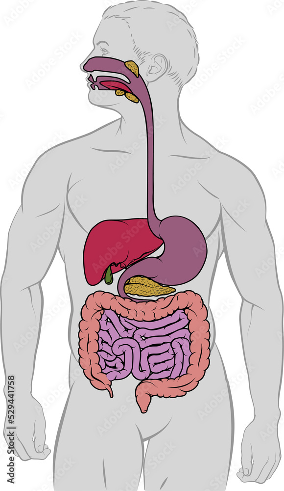 Gastrointestinal Digestive Tract Anatomy Diagram Stock Illustration ...