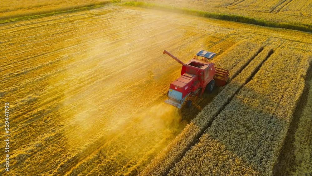 Combine in agriculture field at amazing evening. Aerial view of ...
