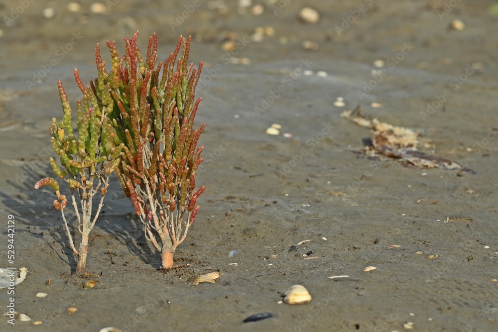 Europäischer Queller (Salicornia europaea agg.) im Nationalpark ...