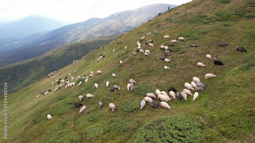 Large herd of wild sheep rams are walking along high Carpathians ...
