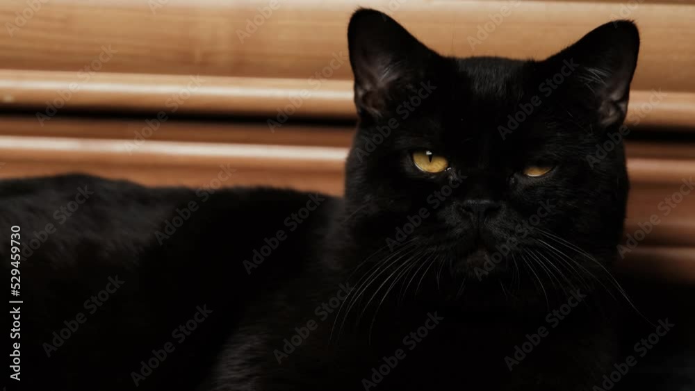 A beautiful black cat looks into the camera. Cat's eye. The cat looks ...