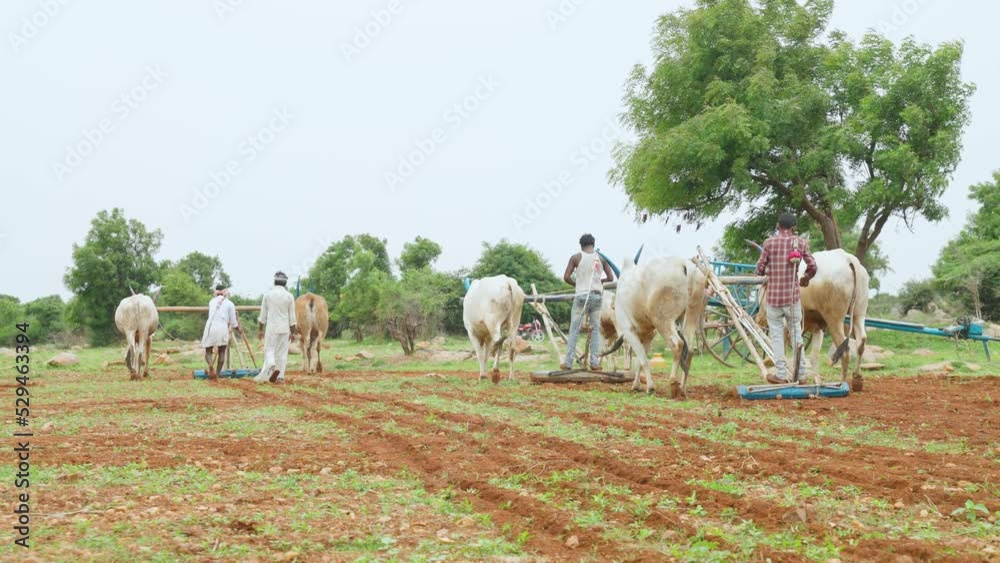Stockvideon Rear view shot of formers busy working with cattle or ...