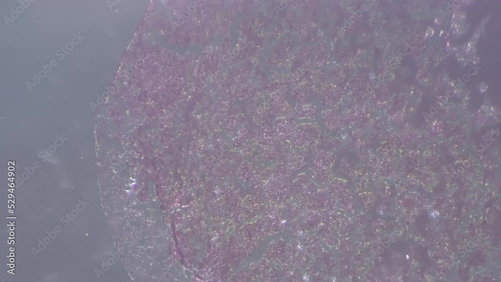 Microscope footage of frog egg simple cell magnified in 100 times with ...