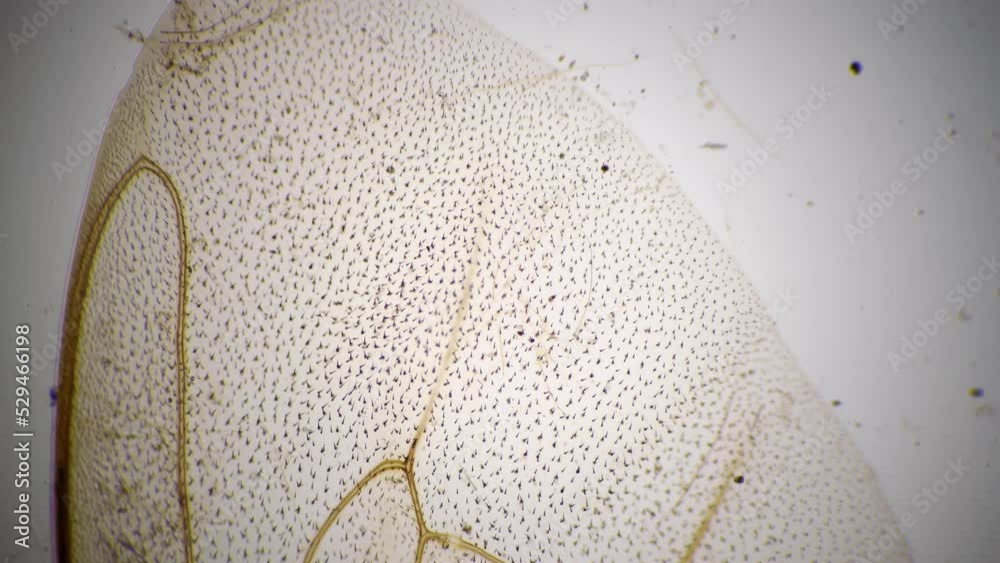 Honeybee wing under microscope 100x against bright field filmed in ...