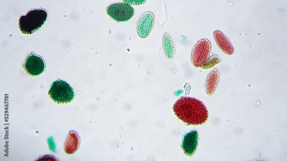 Microscope view 200x of green and red pollen germination whole mount on ...