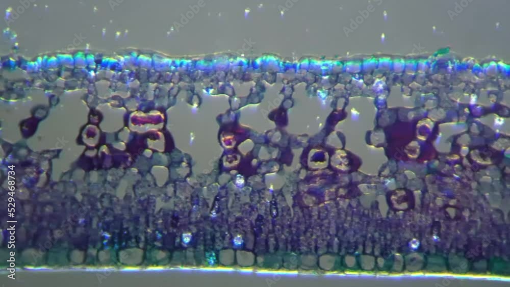 Jasminum nudiflorum leaf filmed under microscope 200x in transversal ...