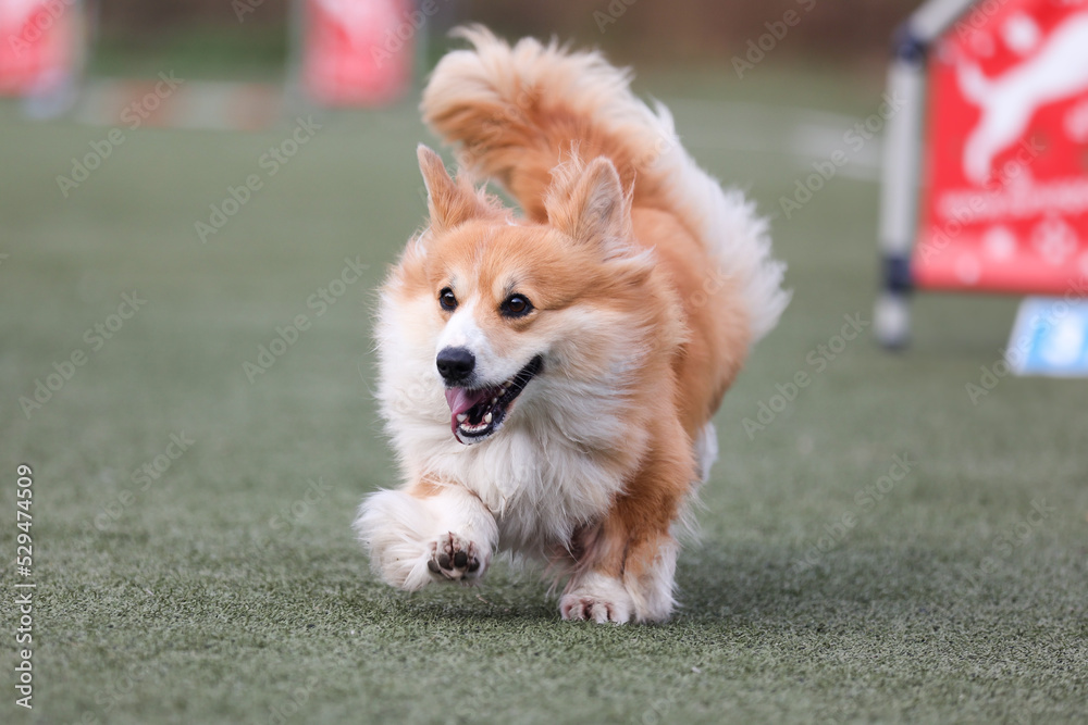 Purebred active sable and white welsh corgi pembroke running dog ...
