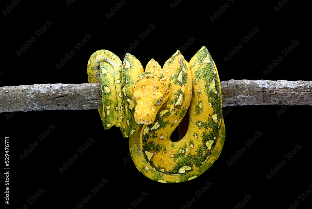 The green tree python (Morelia viridis) coiled on a tree branch Stock ...