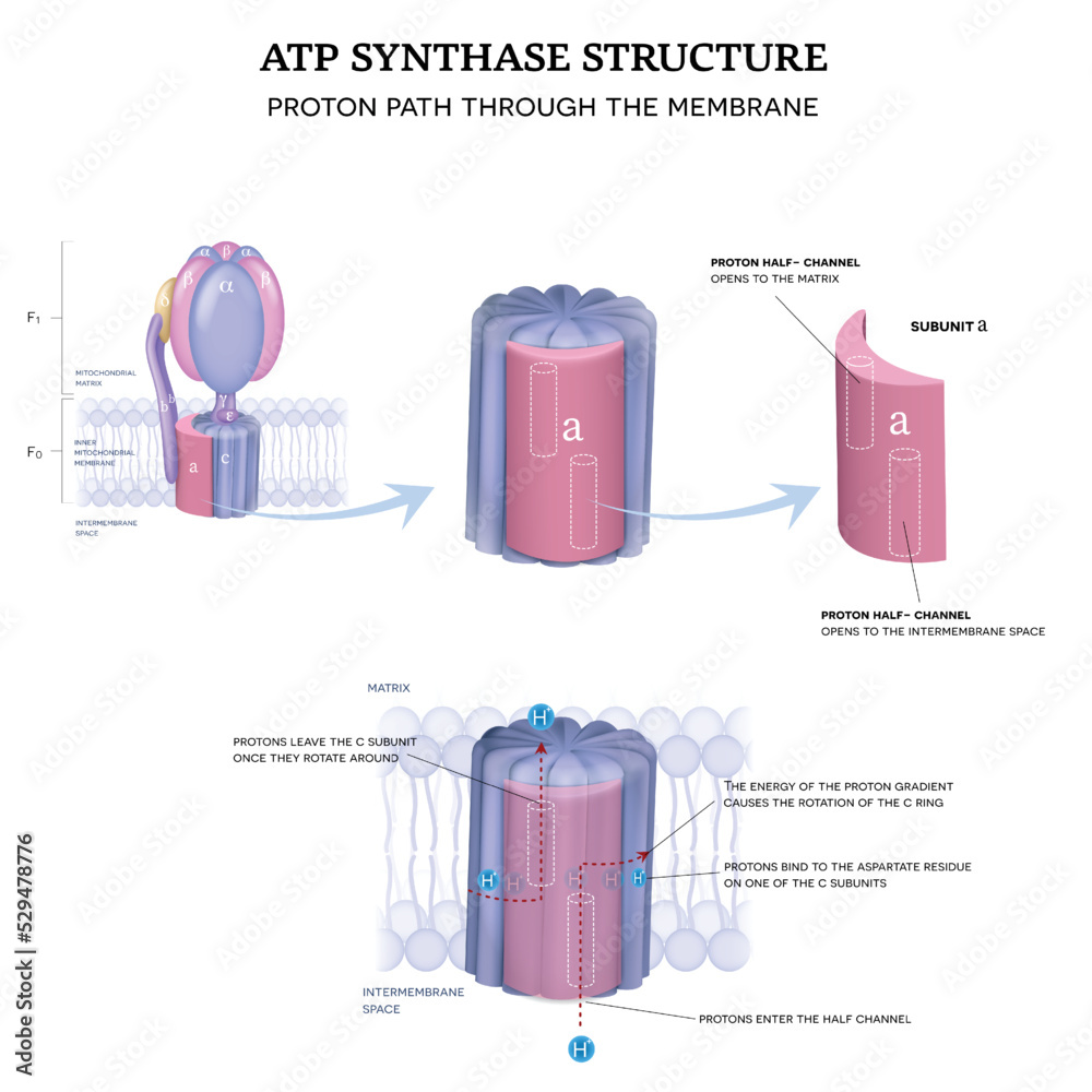 ATP synthase structure. Proton path through the inner mitochondrial ...