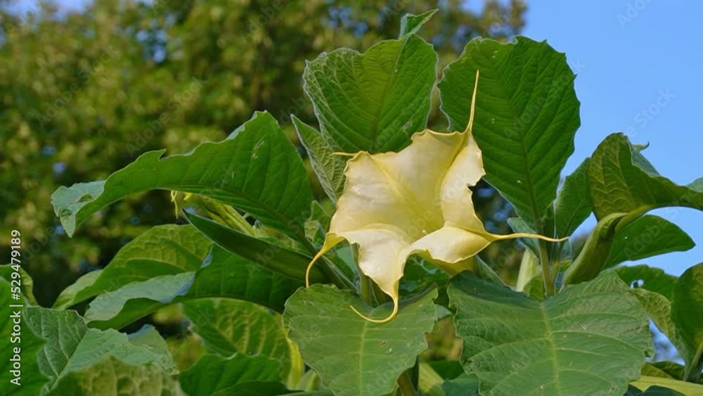 Brugmansia suaveolens or Brazil's white angel trumpet, also known as ...
