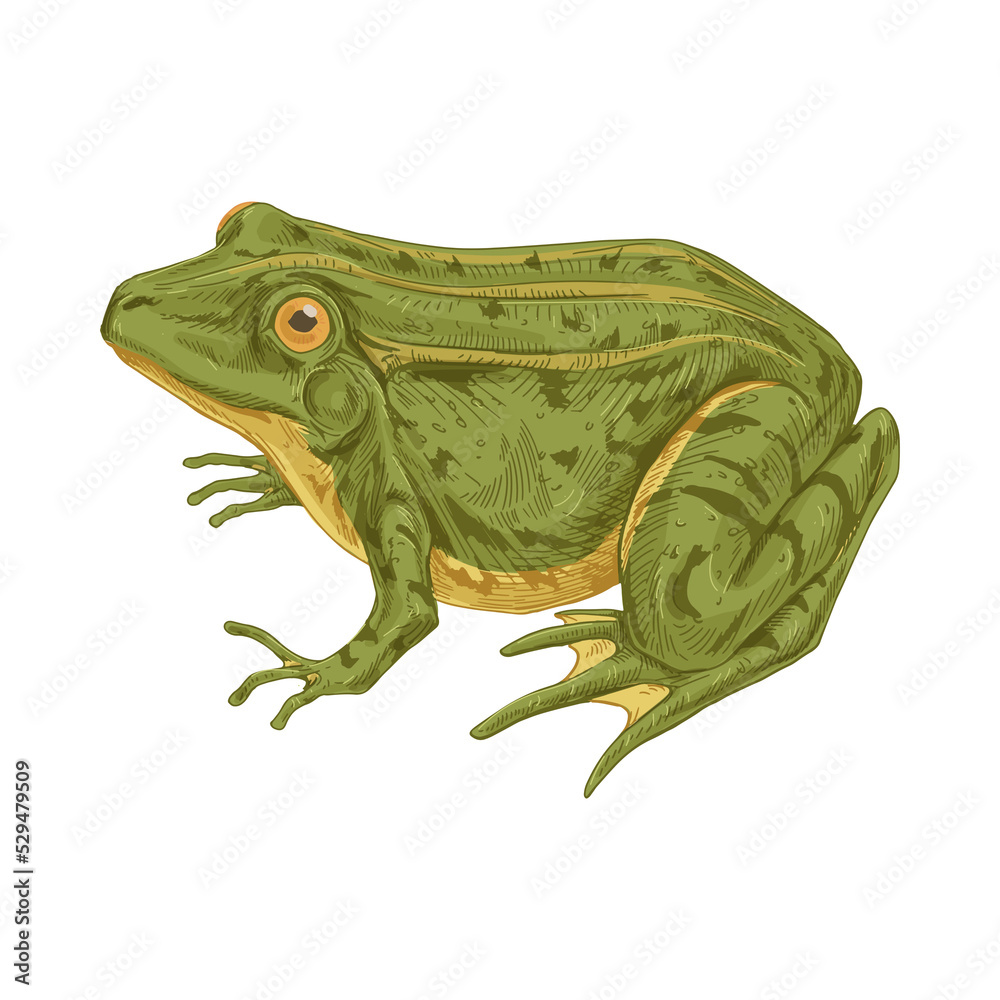 Frog Png Format With Transparent Background Stock Illustration | Adobe ...