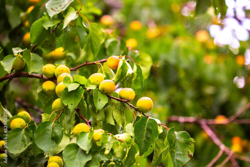 Harvest of apricots on a plantation in the garden. Fruit trees with ...