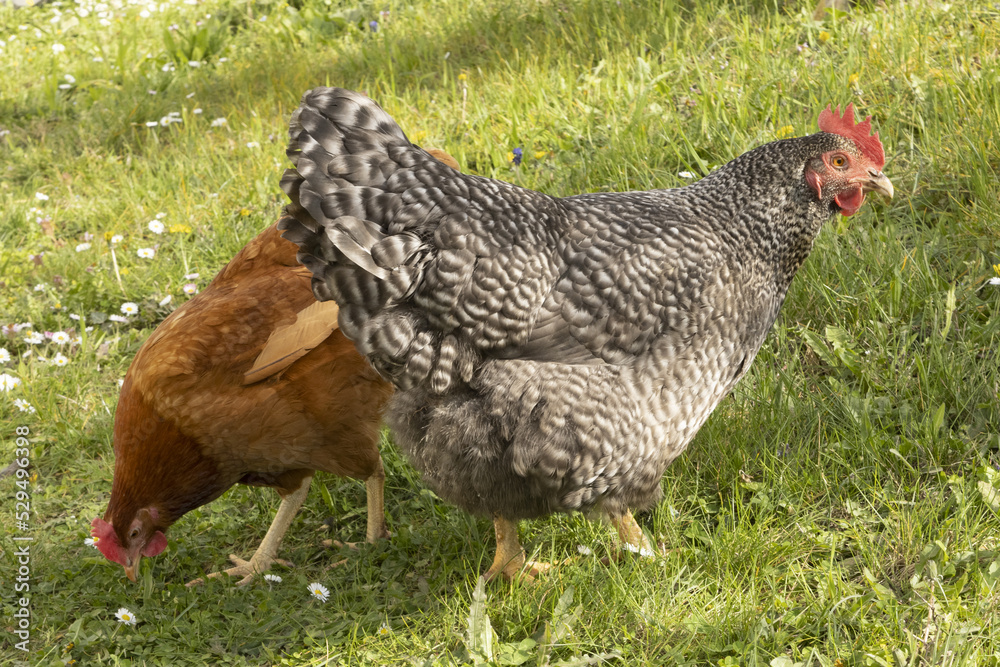 Poules pondeuses rousse et race Coucou Stock Photo | Adobe Stock