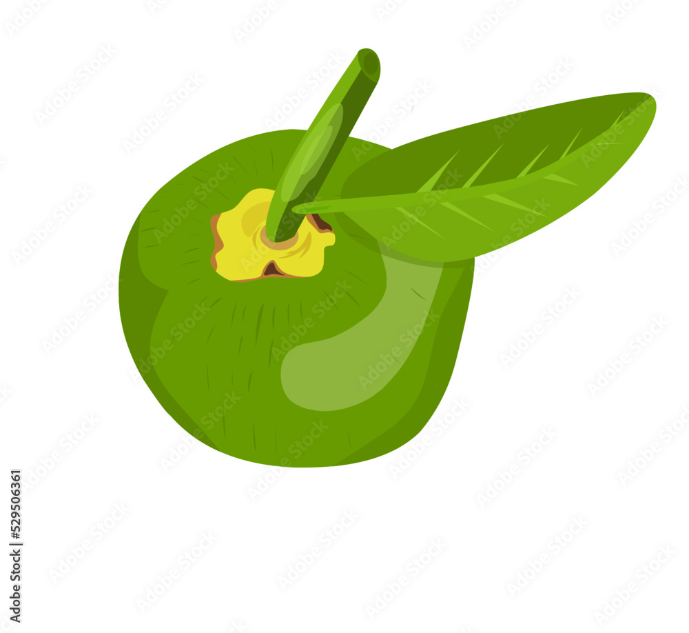 Black sapote fruit flat vector illustration. Cartoon slices of fresh ...