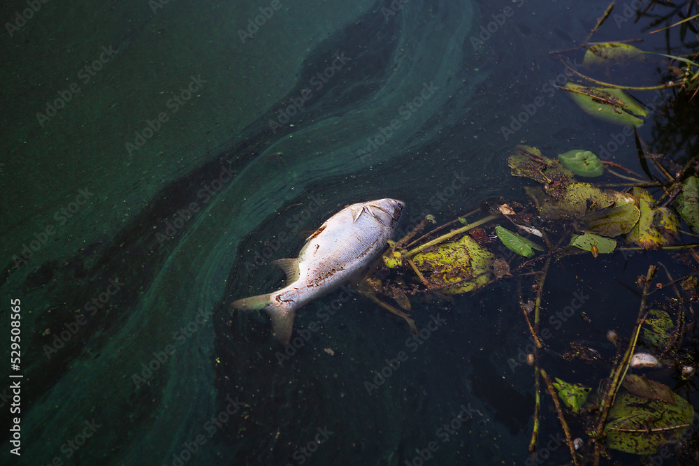 Dead fish (carp) float to the surface of the water in this polluted ...