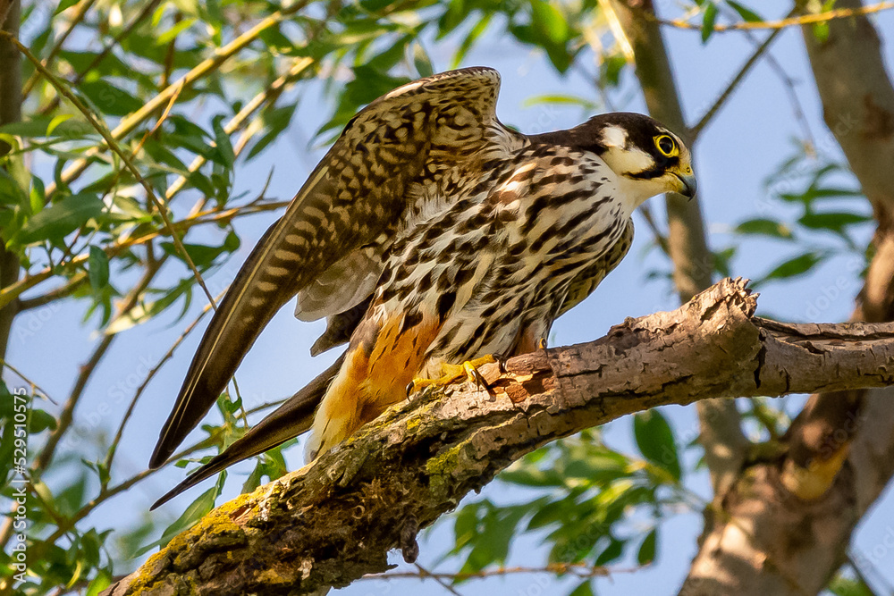 Eurasian hobby - Falco subbuteo - perched with spread wings. Photo from ...