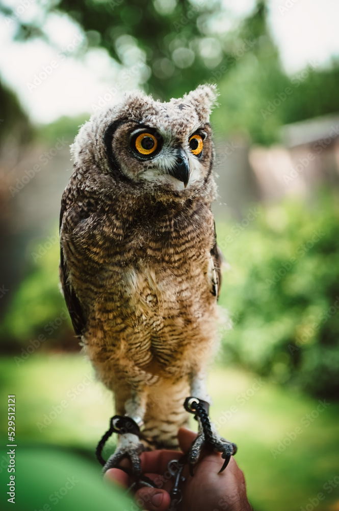 portrait of the African owl, Spotted Eagle-Owl - Bubo africanus also called African spotted ...