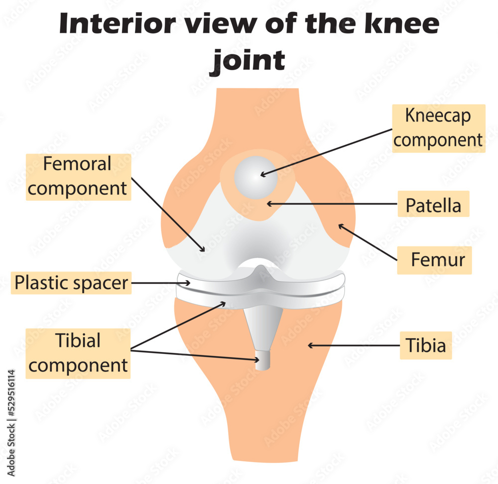 The knee joint consists of two joints: a joint between the thigh bone ...
