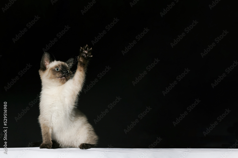 Siamese kitten raising paw in the air like playing with something or ...