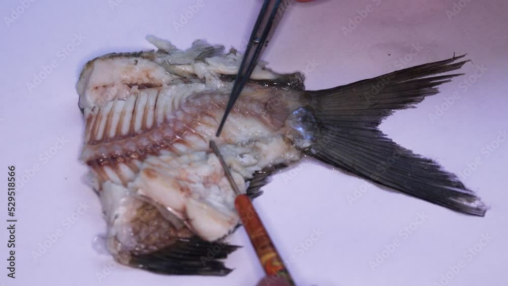 Pathoanatomy. Dissection of spine in Caspian bream (Abramis brama ...