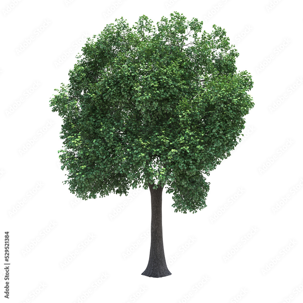 deciduous tree, isolate on a transparent background, 3d render Stock ...