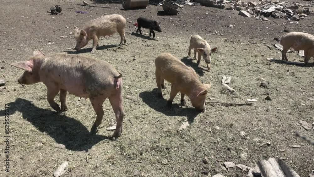 Swine husbandry. Ukrainian steppe white breed of pigs. Rough build ...