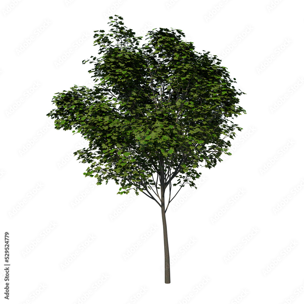 Front view tree (Young Real Maple 2) png Stock Illustration | Adobe Stock