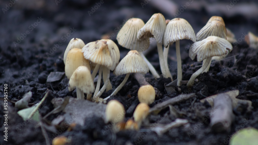 Photo & Art Print Hongos espectaculares, Brayan