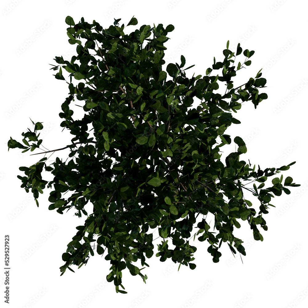 Top view tropical plant tree bush (Terminalia Cattapa) png Stock ...