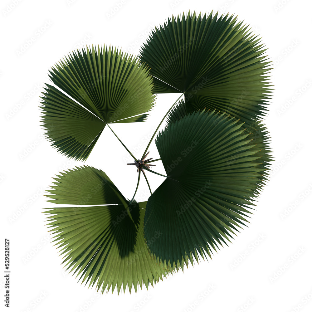 Top view of plant (Licuala Grandis Palm Tree) tree png Stock ...