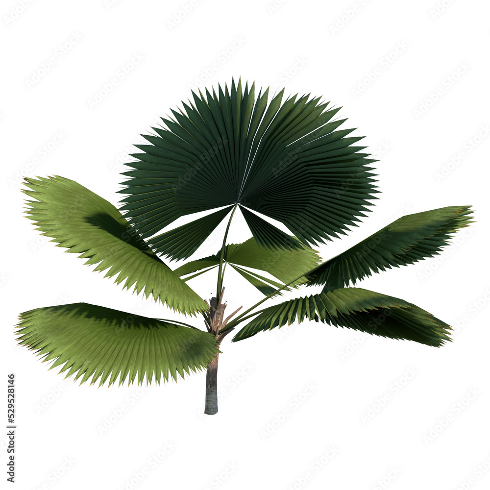 Front view of plant (Licuala Grandis Palm Tree) tree png Stock ...