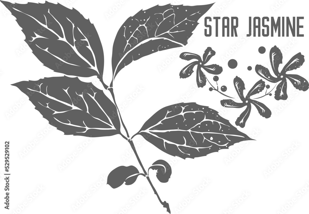 Star jasmine flowers vector silhouette. Trachelospermum jasminoides ...