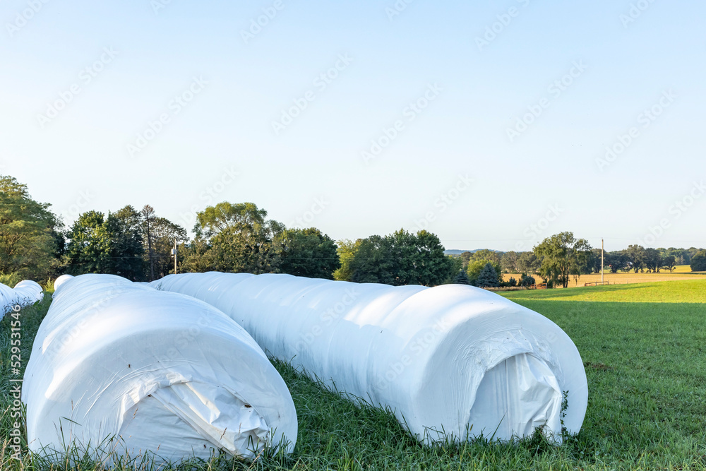 Plastic wrapped round bales of hay making haylage on a farm in the ...