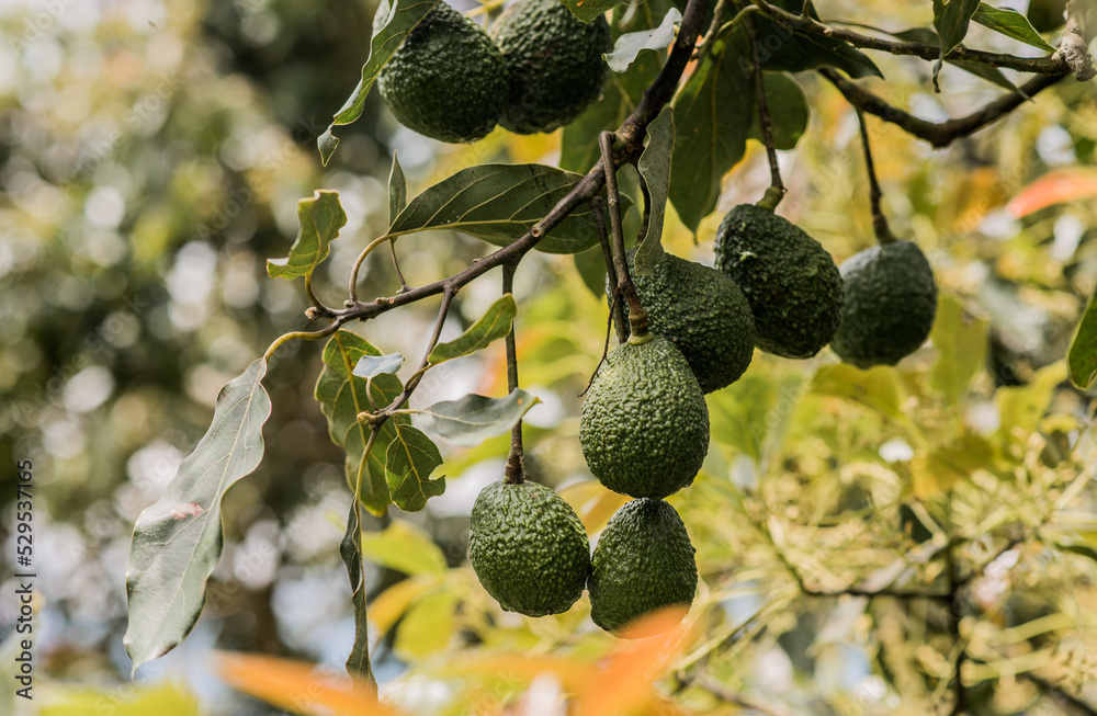 cosecha de aguacate en el cultivo Stock Photo | Adobe Stock