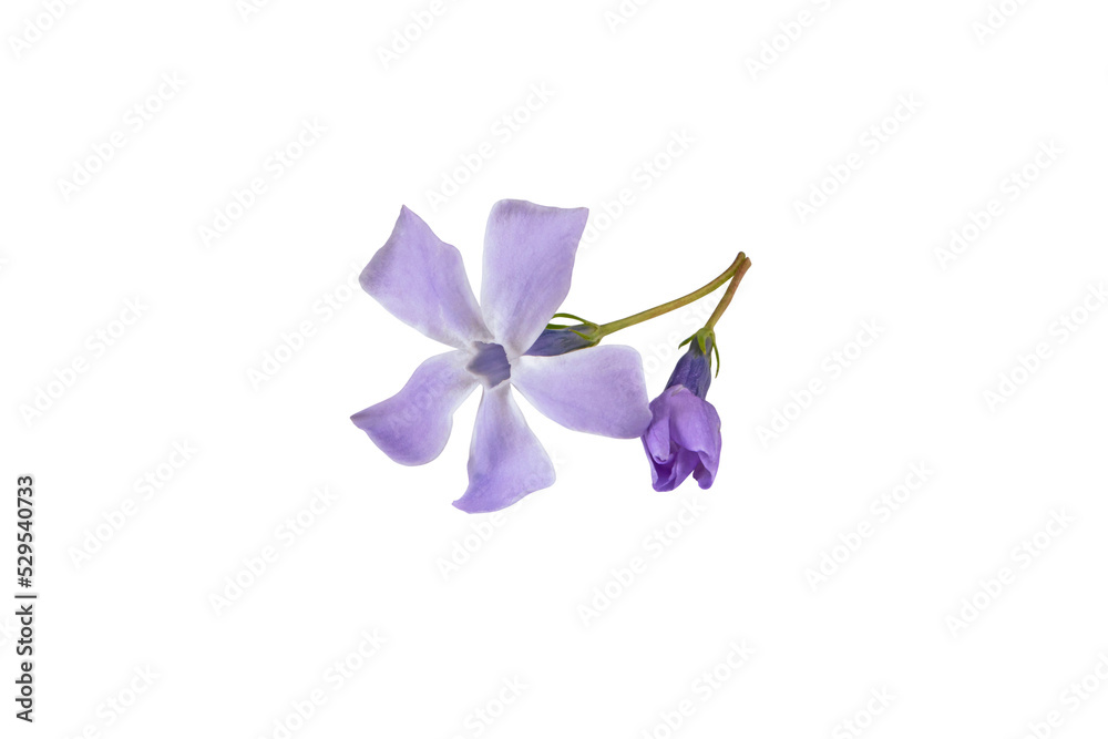 Periwinkle purple flower and bud isolated transparent png. Vinca minor ...