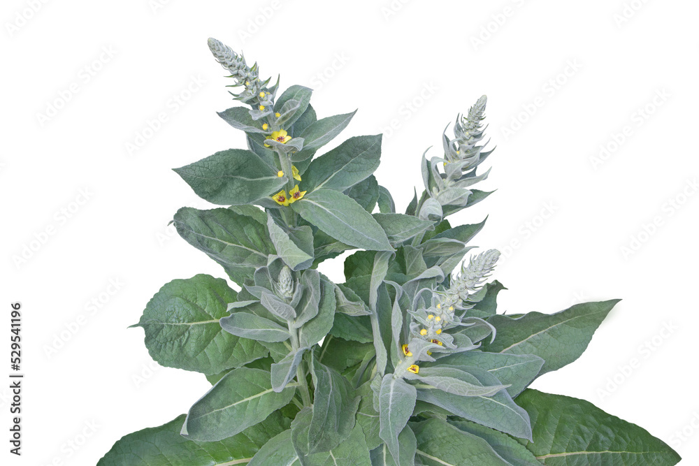 Verbascum or mullein plant with yellow flowers isolated transparent png ...