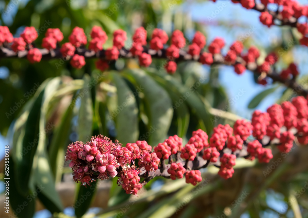 Flowering Umbrella tree Schefflera arboreal (Latin - Schefflera ...