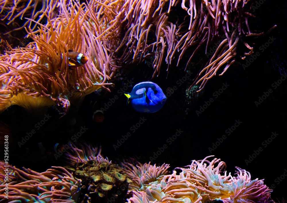 Colorful fish swimming inside the aquarium Stock Photo | Adobe Stock