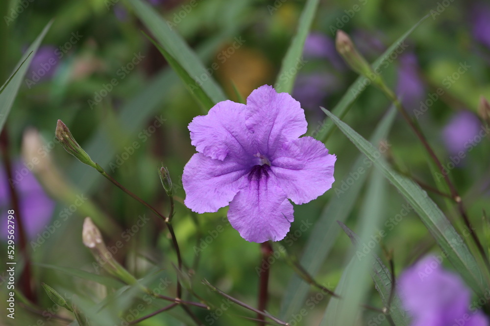 Cambodia. Ruellia tuberosa, also known as minnieroot, fever root ...
