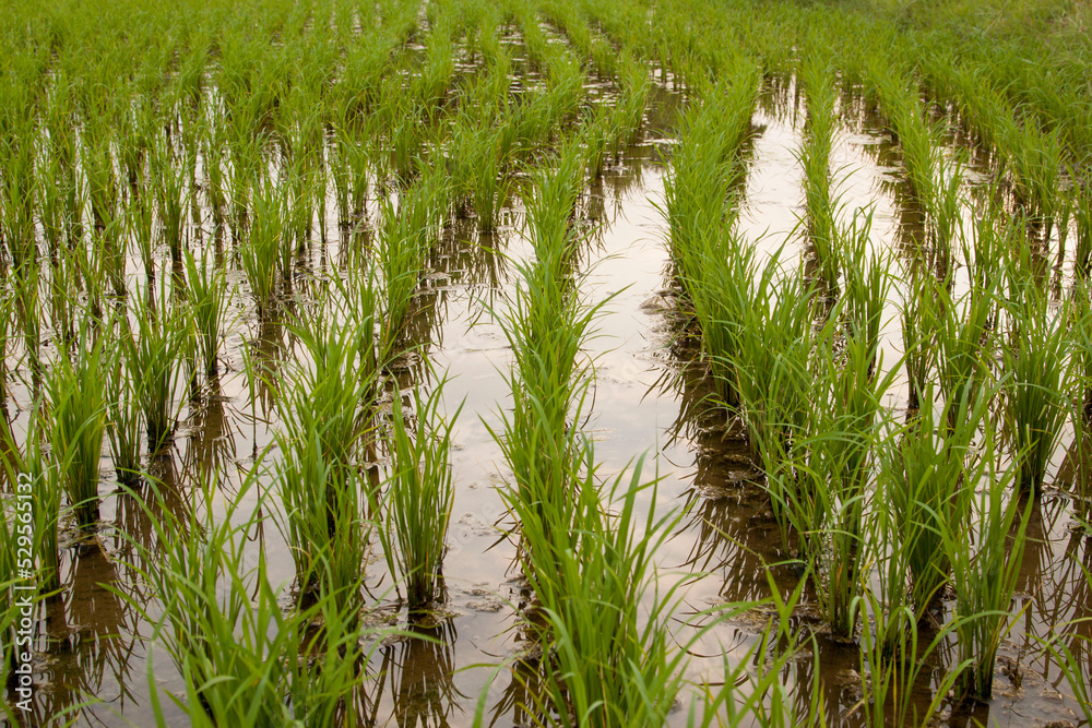 green rice plants grown in the rice fields are ready to be harvested ...