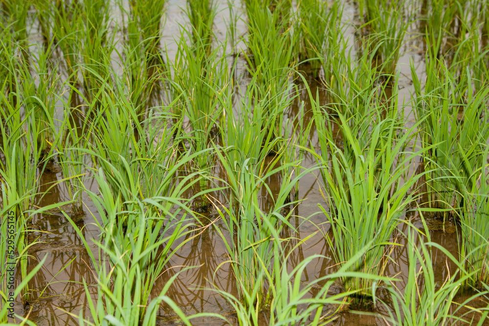 Fotografia do Stock: green rice plants grown in the rice fields are ...