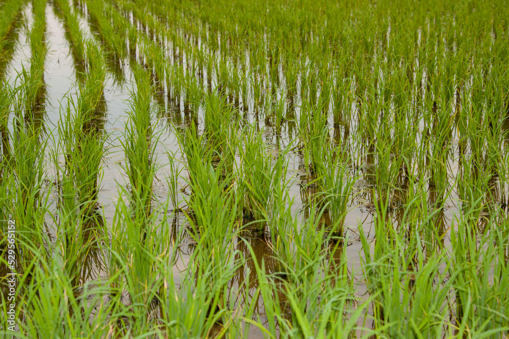 green rice plants grown in the rice fields are ready to be harvested ...