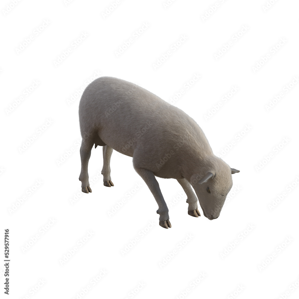 Sheep photorealistic in different poses on transparent background. 3D ...