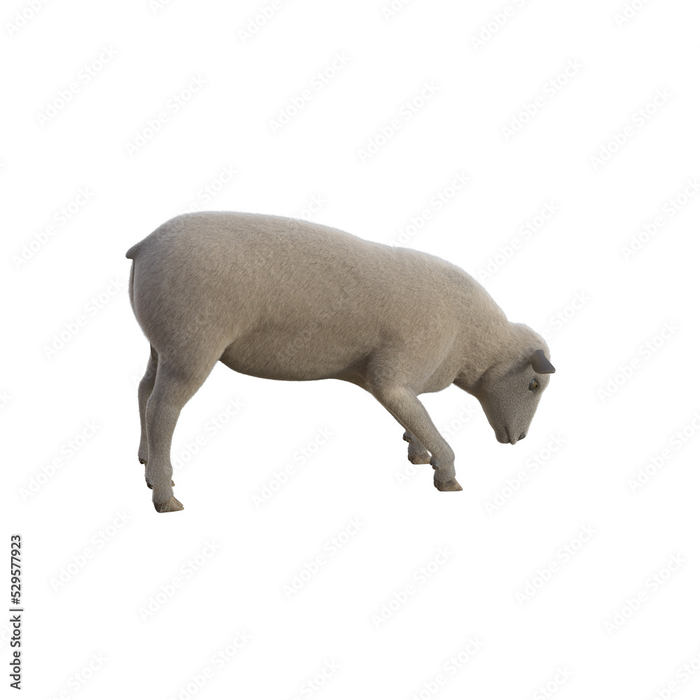 Sheep photorealistic in different poses on transparent background. 3D ...